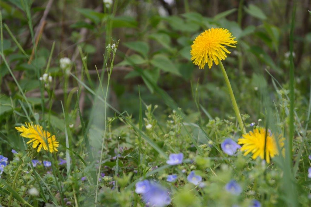 Löwenzahn – Natur-Coaching & Natur-Erlebnisse